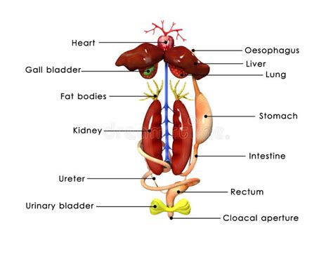 Grenouille D anatomie Organes Internes De Crapaud Préparation Amphibie