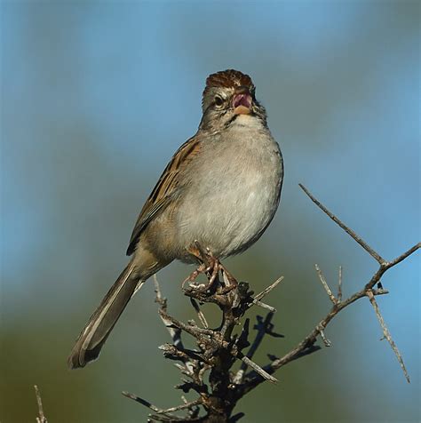 C Eb B D Bd C Ff F D Rufous Winged Sparrow Flickr