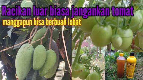Cara Membuat Pupuk Organik Cair Dari Kulit Pisang Untuk Perangsang Buah