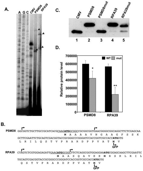 a psmd8 and rpa39 promoters and part of the coding sequences were download scientific diagram