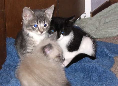 Reproducción del gato ciclos apareamiento y gestación
