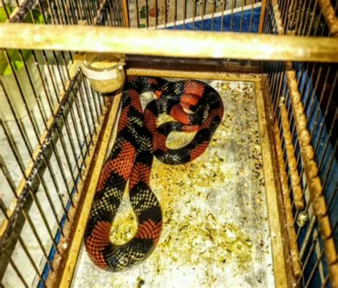 Vigilância Ambiental em Saúde resgata serpente que comeu aves em gaiola