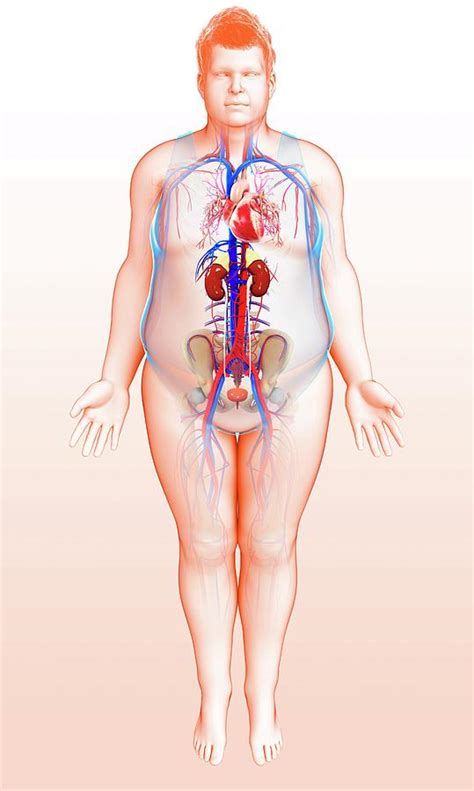 Human Internal Organs Photograph By Pixologicstudio Science Photo