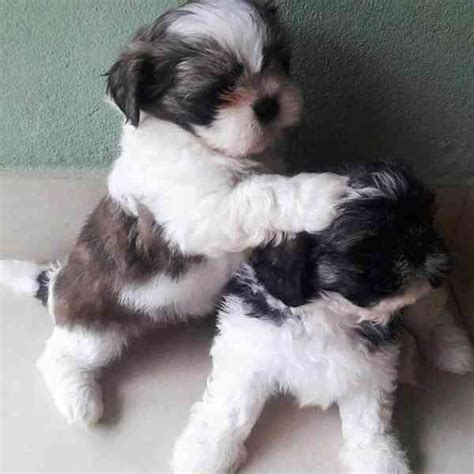 D Rek T Tka Shih Tzu K Adopci Zdarma Bazar Hyperinzerce Cz