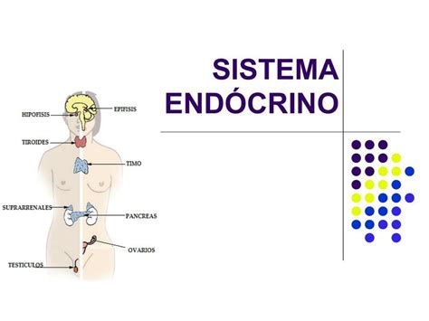 Sistema Endocrino Gmvale Udocz