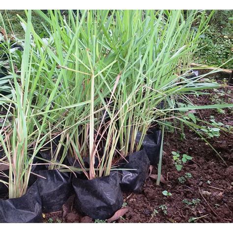 Jual Bibit Tanaman Obat Serai Dapur Cymbopogon Serratus Shopee