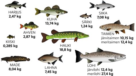 Top 52 Imagen Suomen Suurimmat Kalat Abzlocal Fi