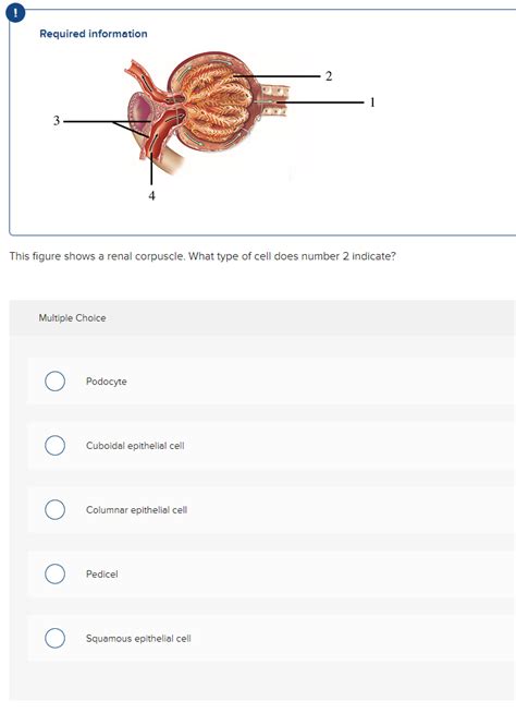 Solved Required Information This Figure Shows A Renal Chegg