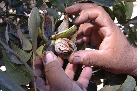 Sigue en aumento cultivo de nuez en Sonora anima exportación