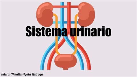 Sistema Urinario Natalia Ayala Quiroga UDocz