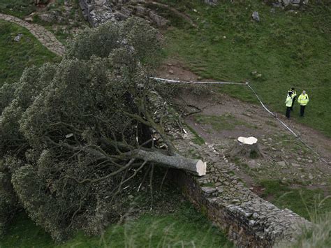 Sycamore Gap Trunk Of England S Well Loved Tree Will Be Removed NPR