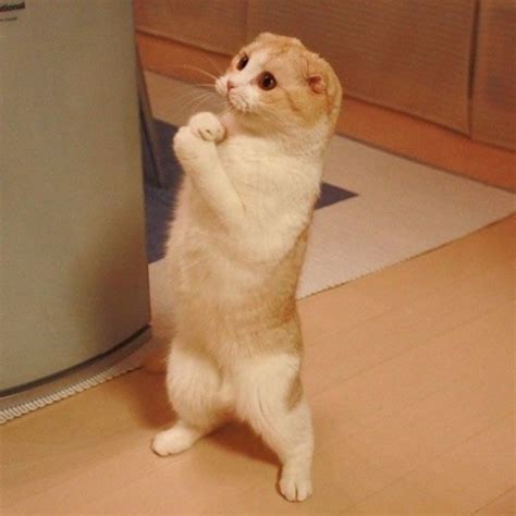 13 Foto Imut Kucing Sedang Berdiri Nyatanya