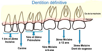 Tout ce quil faut savoir sur les dents de sagesse davidcôte