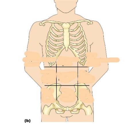 Nine Regions Of The Abdominopelvic Cavity Diagram Quizlet