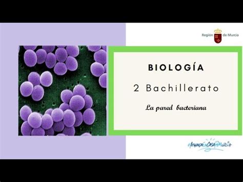 Descubre La Incre Ble Funci N De La Pared Celular Bacteriana En Solo