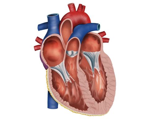 Cuore Sanchirenit