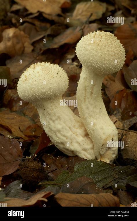 Common Puffball Lycoperdon Perlatum Stock Photo Alamy