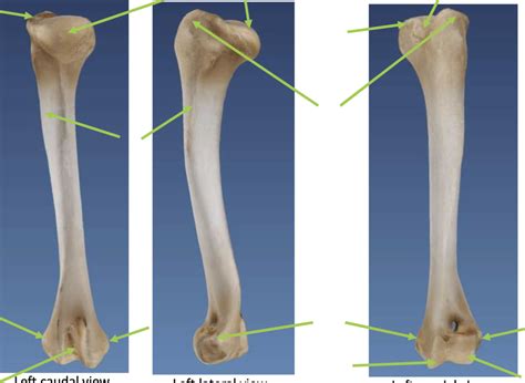 Canine Forelimb Bones Diagram Quizlet