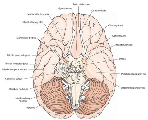 Inferior Surface Of The Brain Showing The Principal Gyri And Sulci Of