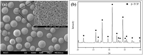 a SEM images and b XRD patterns of β TCP microspheres generated by
