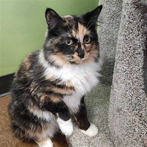 Gigi Adopted The Cafe Meow