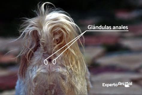 Por qué mi perro sangra por el ano Causas principales