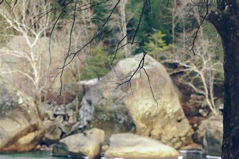 Fotos gratis árbol naturaleza bosque al aire libre Arroyo