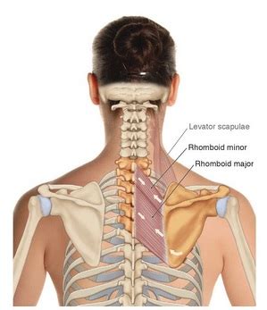 Rhomboid Muscles Powerful Scapular Retractors Bodybuilding Wizard