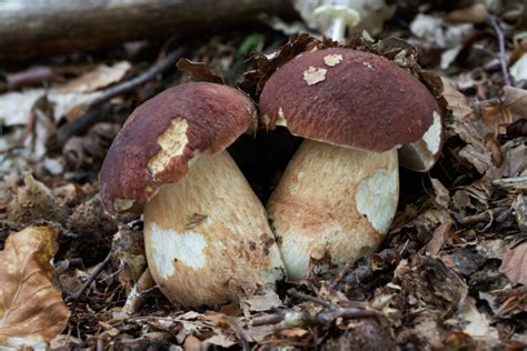 Cueillette Des Champignons Voici Quels Moments Trouver Les