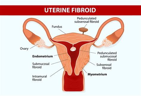 Uterus During Pregnancy Size Functions Healthy Tips