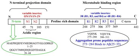 Structure And Functions Of A And Tau Proteins Encyclopedia Mdpi