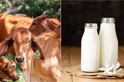 Rebanho bovino bate recorde em 2021 e chega a 224 6 milhões de cabeças