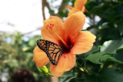 Schmetterling Blume Natur Kostenloses Foto Auf Pixabay Pixabay