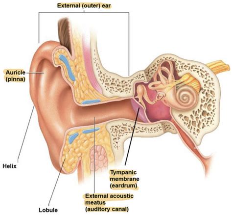 Special Senses Hearing Flashcards Quizlet