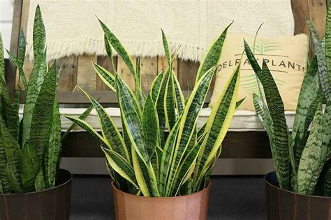 How To Repot A Snake Plant CitizenSide