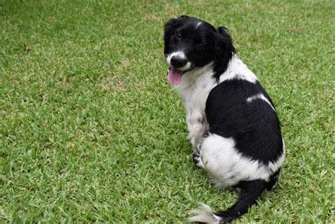 Paso a paso cómo enseñar a un perro a sentarse AnimalesAsombrosos