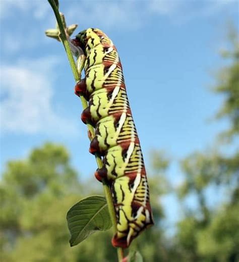 Caterpillar Identification Guide Find Your Caterpillar With Photos And