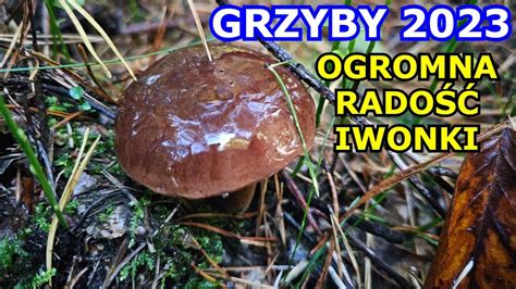 Grzybobranie i OGROMNA RADOŚĆ Iwonki Maślaki Borowiki Podgrzybki