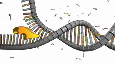 helicase unzips the dna strand learn science at scitable