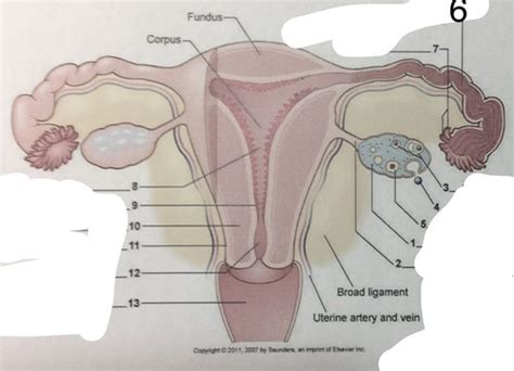 Female Reproductive Flashcards Quizlet