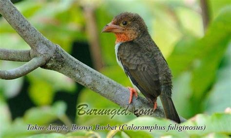 Jenis Burung Takur Jenis Burung Lengkap