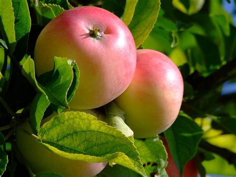 Manzana Árbol Frutal Rojo Foto gratis en Pixabay