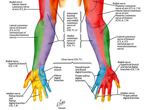 Innervation Of The Hand Muscles Nerve Innervation Of The Hand Hand