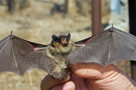 Chauve Souris Dans La Maison Symbolique Ventana Blog