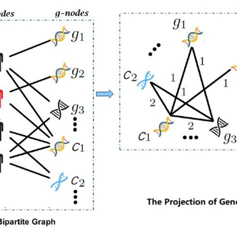 the overview of bipartite graph and one mode projection with the download scientific diagram