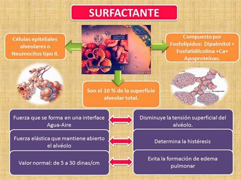 Blog de Fisiología UAS Valeria Medel García SURFACTANTE PULMONAR