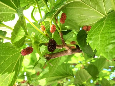 Een Moerbeiboom Planten En Verzorgen Fruitbomen Net
