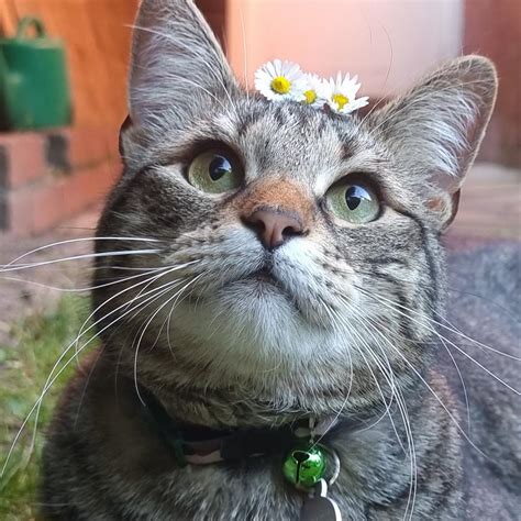 Best Modelling Images On Pholder Supermodel Cats