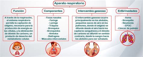 Pianta Metti Via I Vestiti Metodologia Funcion Del Sistema Respiratorio