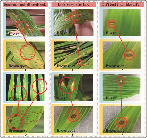 A Precise Framework For Rice Leaf Disease ImageText Retrieval Using